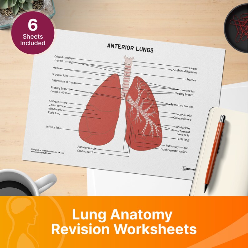 Lung Anatomy Revision Worksheets (interactive and Printable Pdfs) - Etsy
