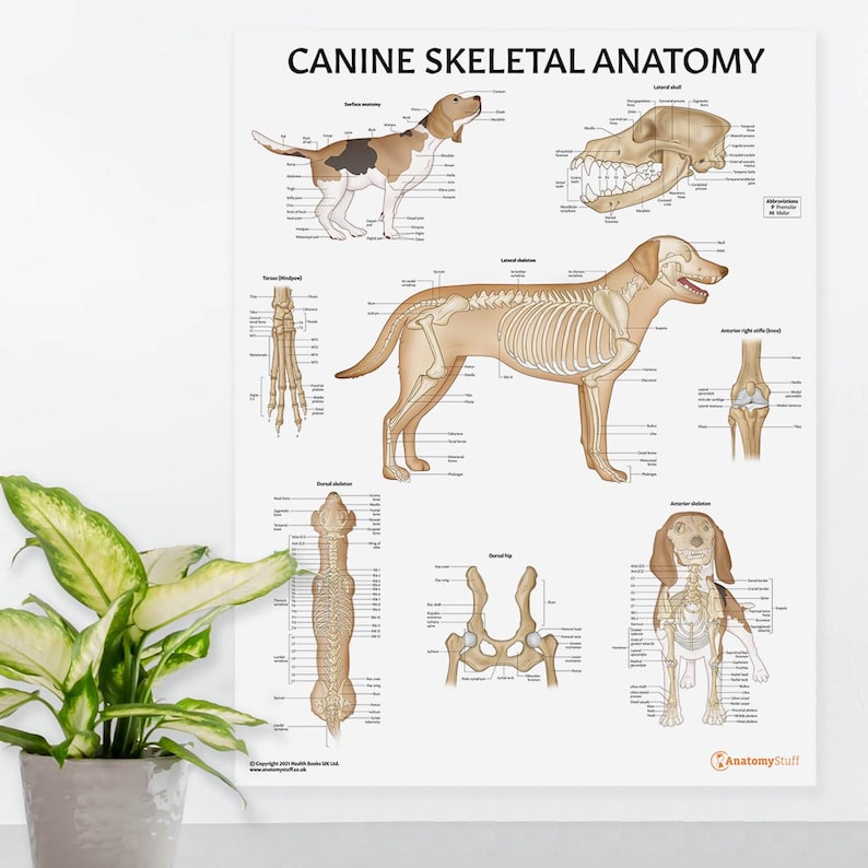Canine Skeletal Anatomy Poster - Etsy