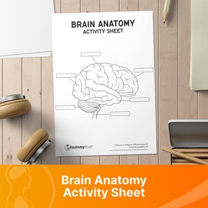 Brain Anatomy Poster & Activity Sheet PDF - Etsy