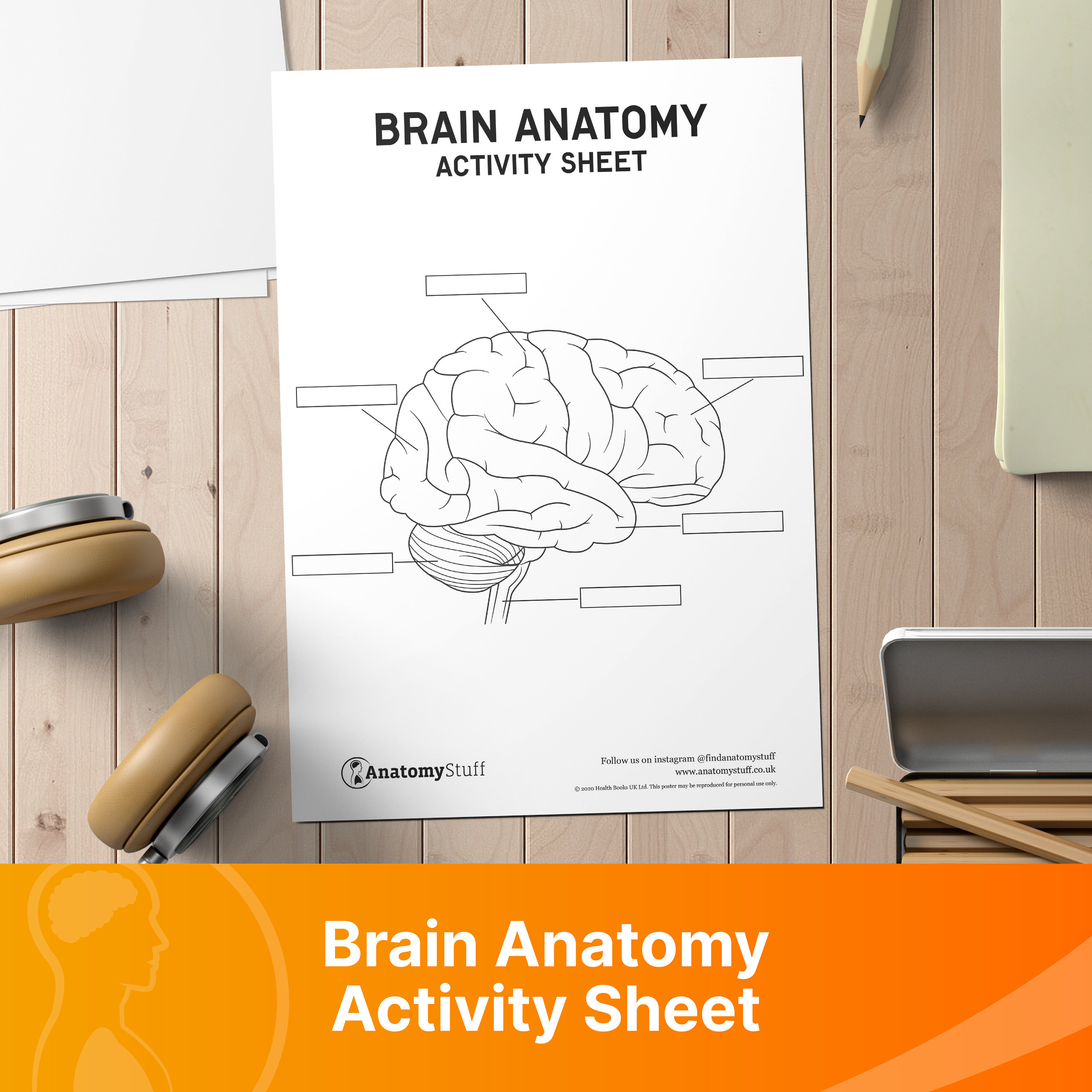 Brain Anatomy Poster & Activity Sheet PDF - Etsy