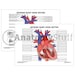 Heart Anatomy Revision Worksheets (interactive and Printable Pdfs) - Etsy