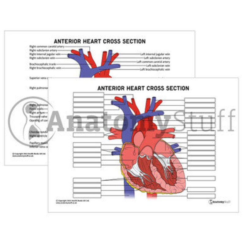Heart Anatomy Revision Worksheets interactive and Printable Pdfs - Etsy