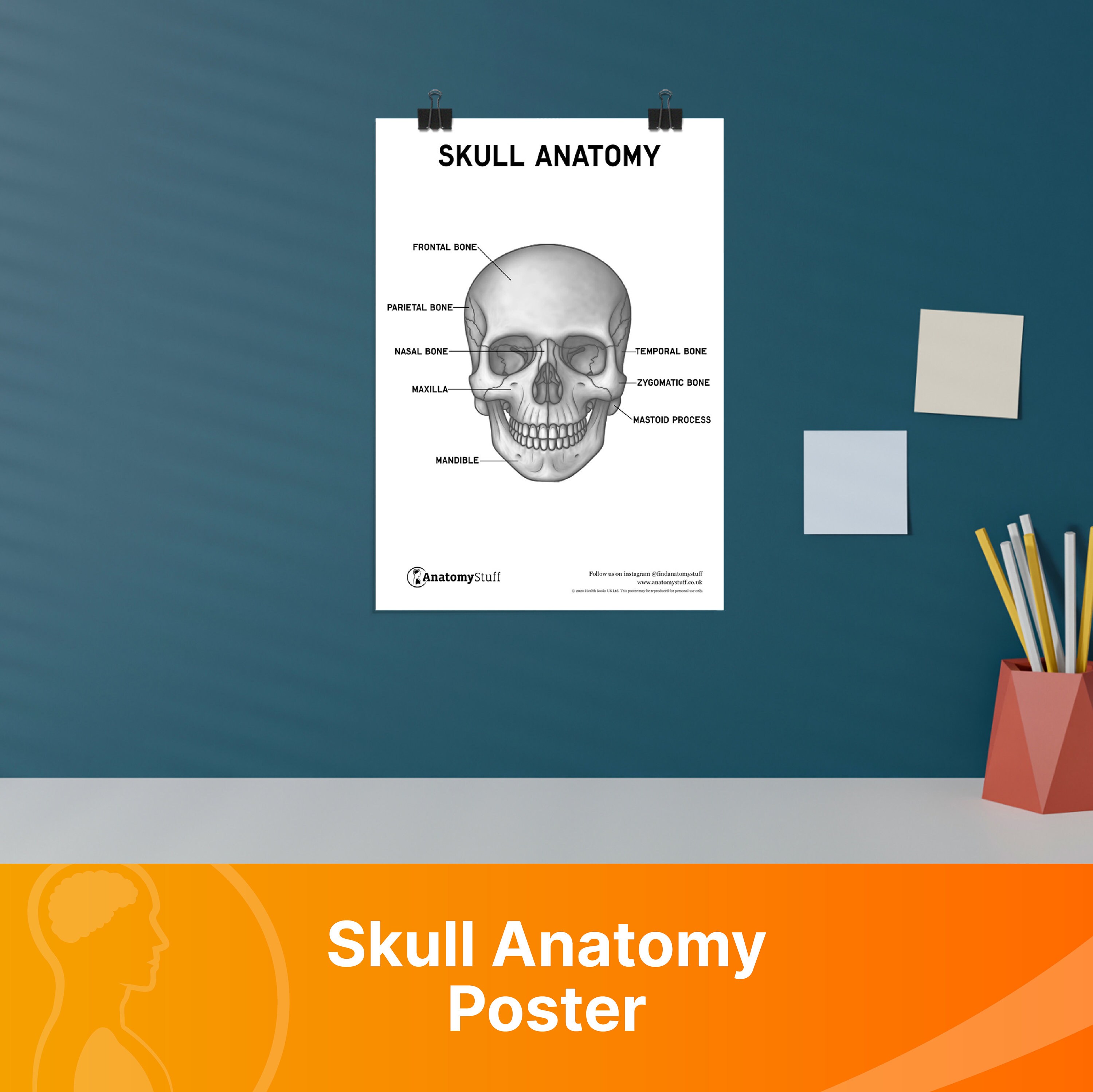 Skull Anatomy Poster & Activity Sheet PDF - Etsy