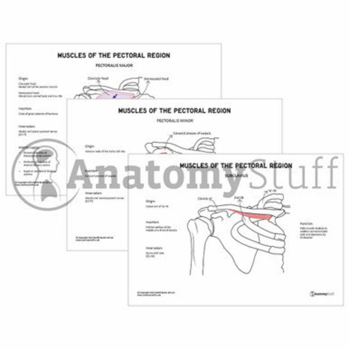 Female Breast Anatomy Revision Worksheets (interactive and Printable ...