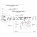 Female Breast Anatomy Revision Worksheets (interactive and Printable ...