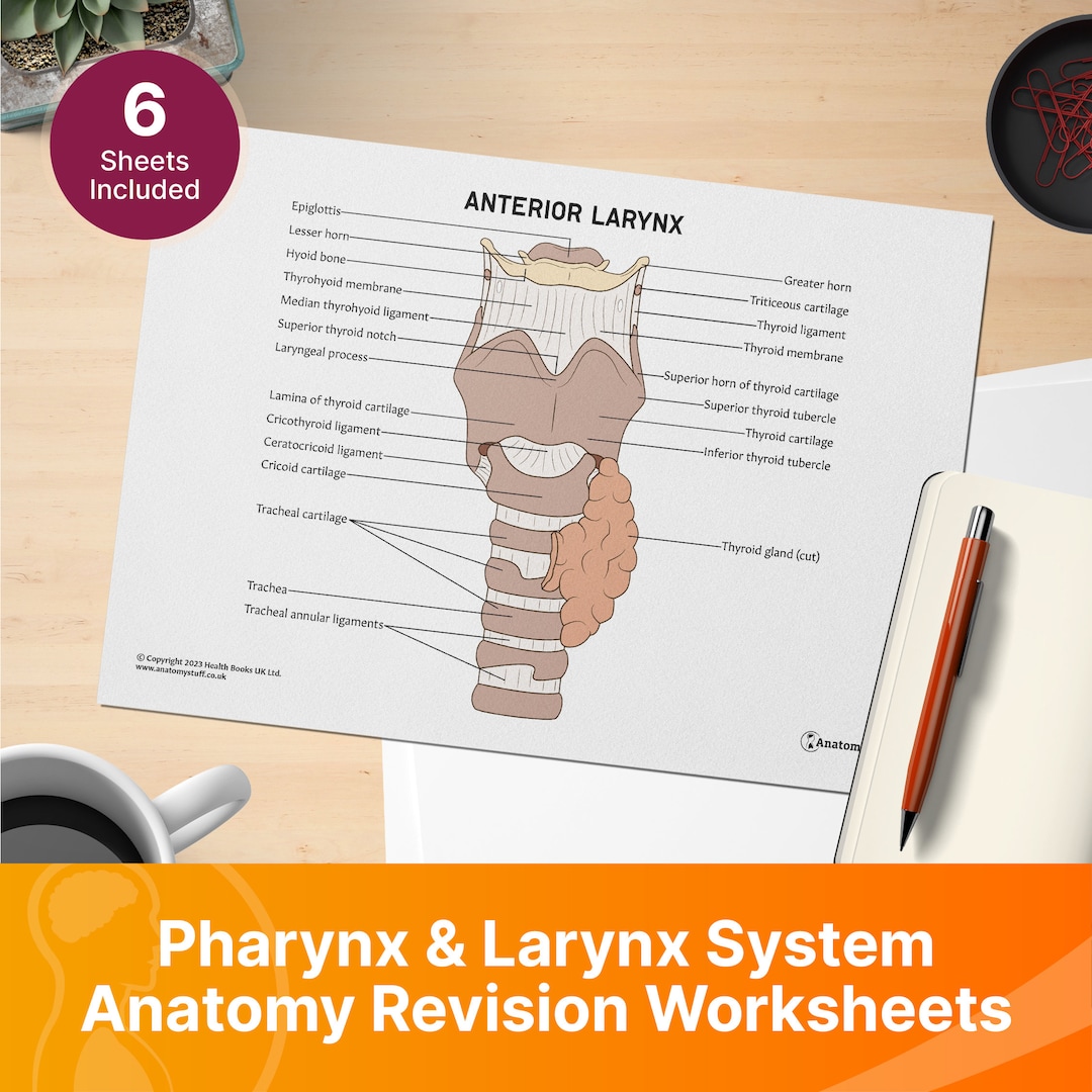 Pharynx & Larynx Anatomy Revision Worksheets (interactive and Printable ...