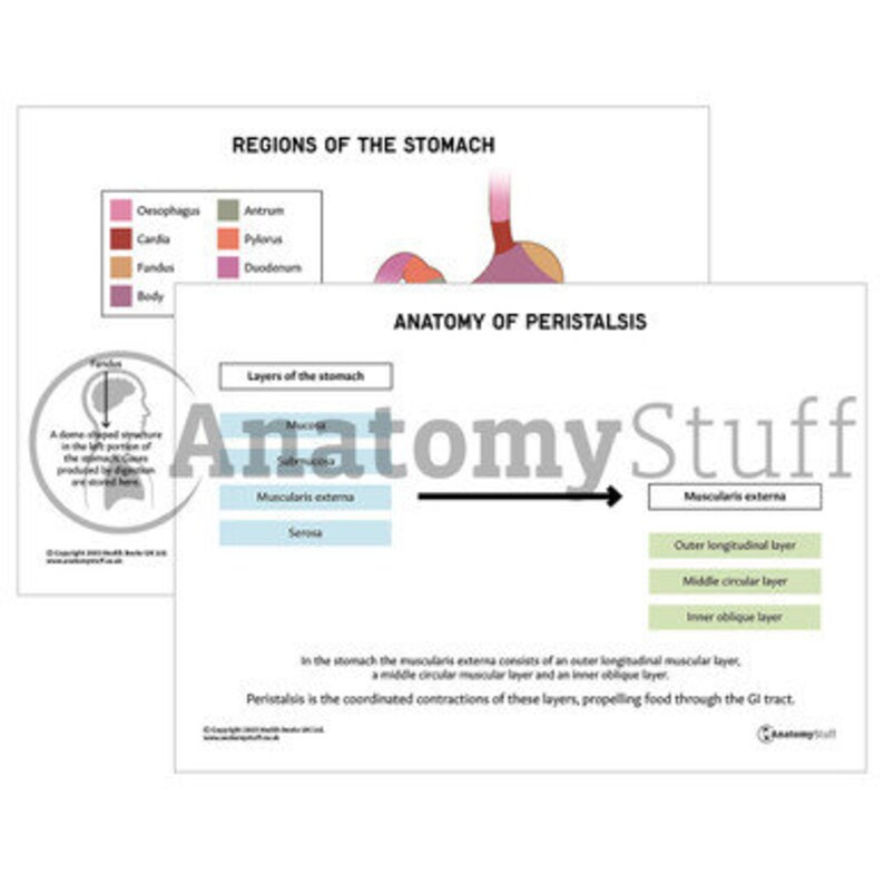 Stomach Anatomy Revision Worksheets (interactive and Printable Pdfs) - Etsy