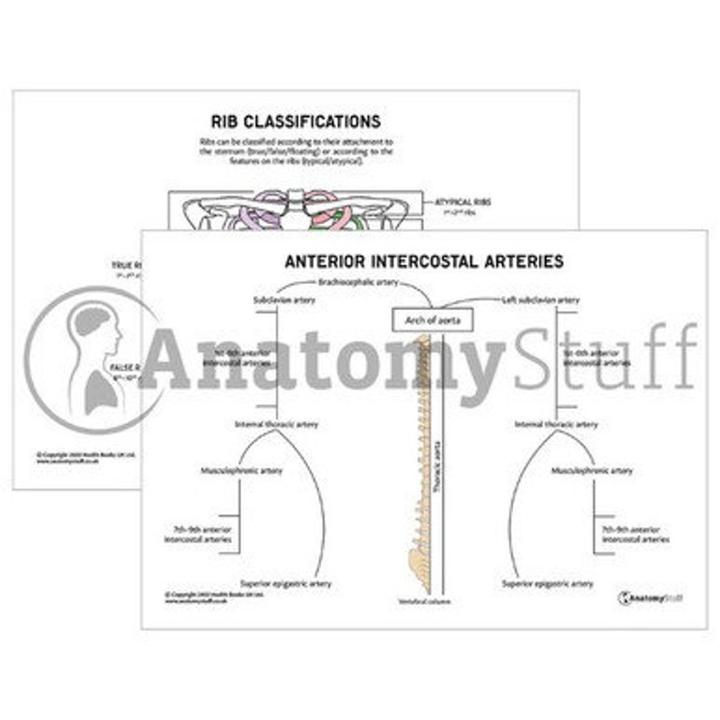 Thorax Anatomy Revision Worksheets (interactive and Printable Pdfs) - Etsy