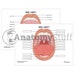 Tongue Anatomy Revision Worksheets (interactive and Printable Pdfs) - Etsy