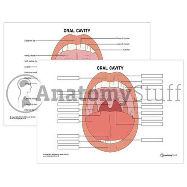 Tongue Anatomy Revision Worksheets (interactive and Printable Pdfs) - Etsy