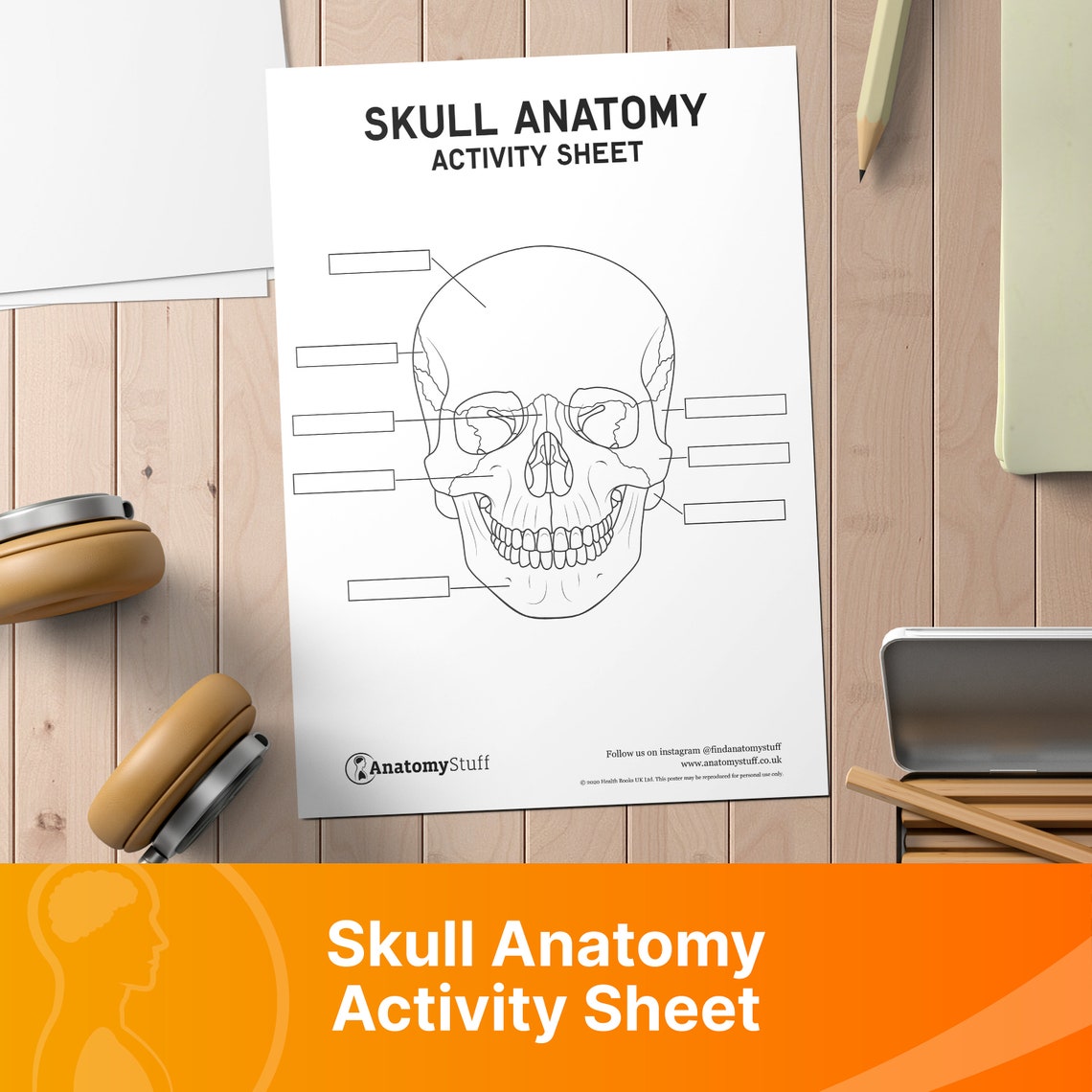 Skull Anatomy Poster & Activity Sheet PDF - Etsy