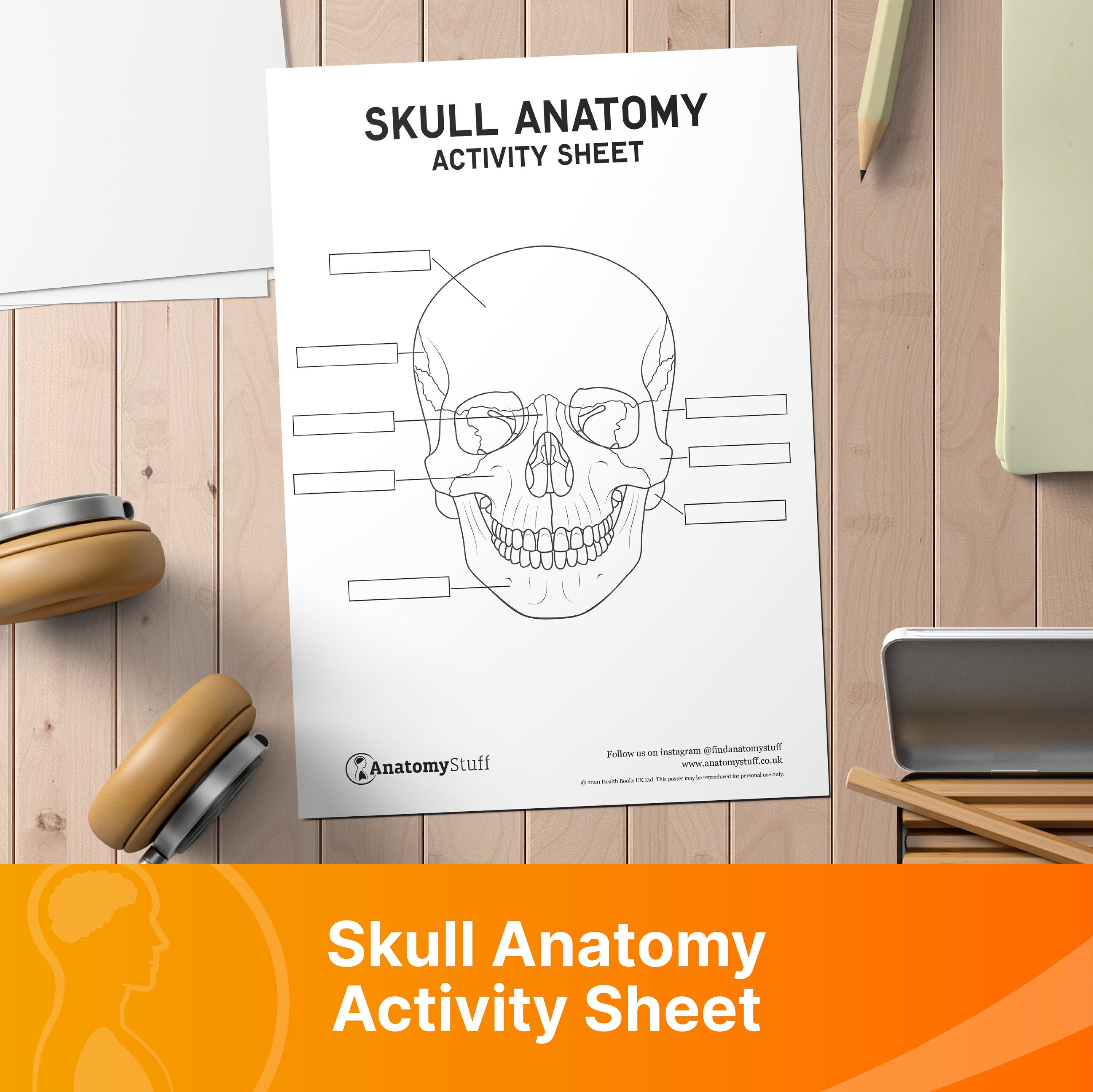Skull Anatomy Poster & Activity Sheet PDF - Etsy