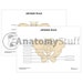 Pelvis Anatomy Revision Worksheets (interactive and Printable Pdfs) - Etsy