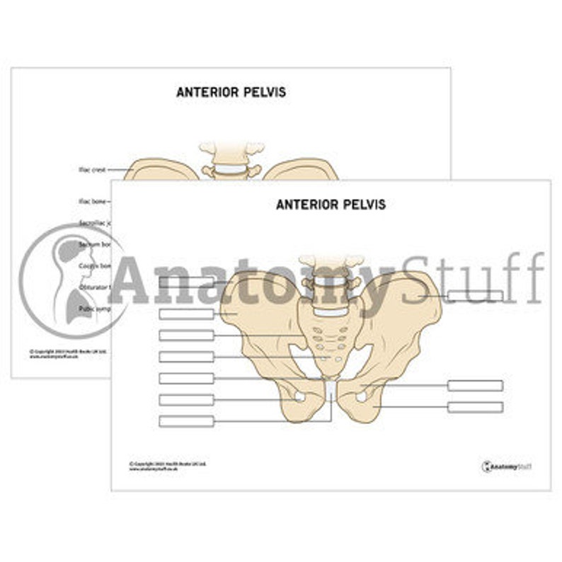 Pelvis Anatomy Revision Worksheets (interactive and Printable Pdfs) - Etsy