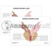Prostate Gland Anatomy Revision Worksheets (interactive and Printable ...