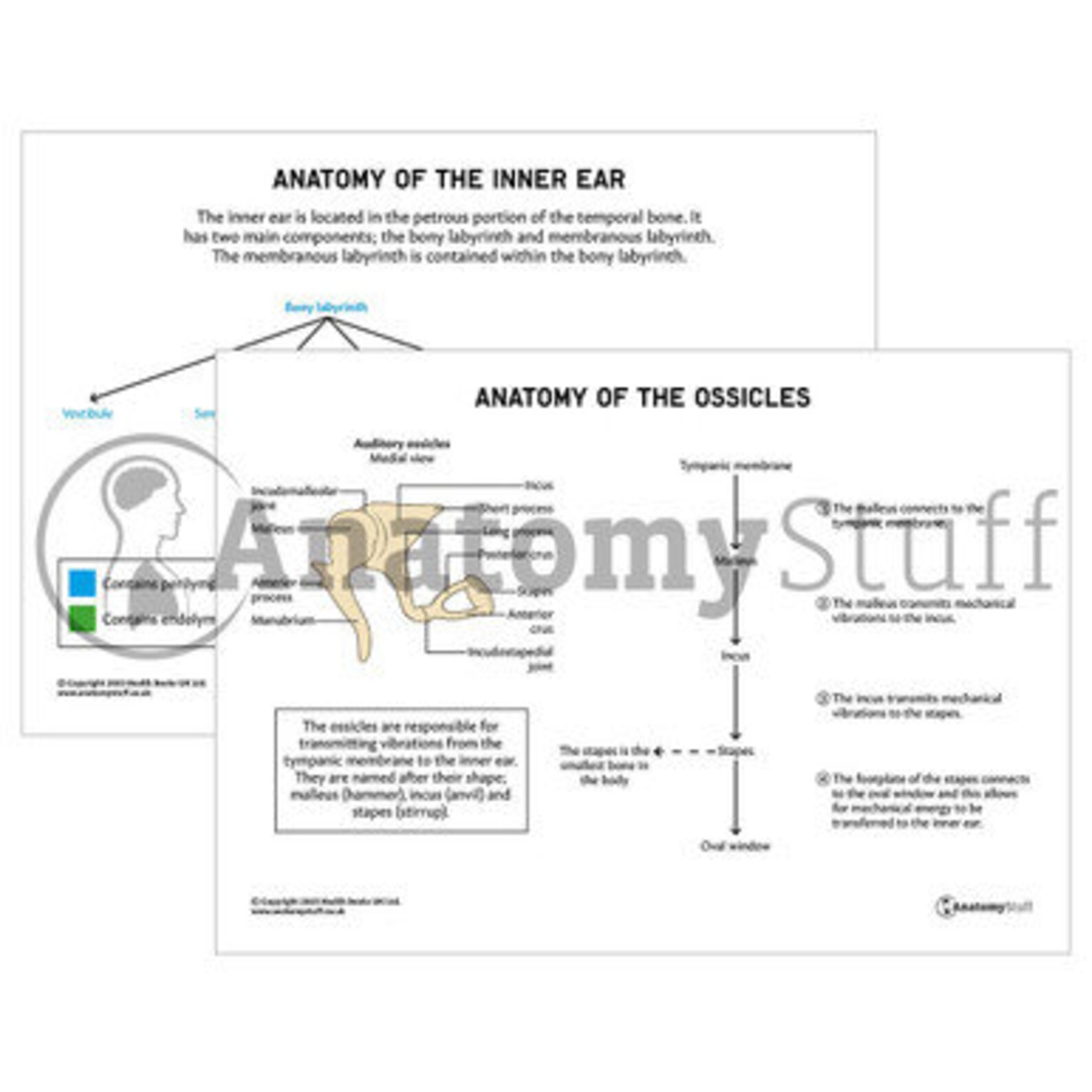 Ear Anatomy Revision Worksheets interactive and Printable Pdfs - Etsy