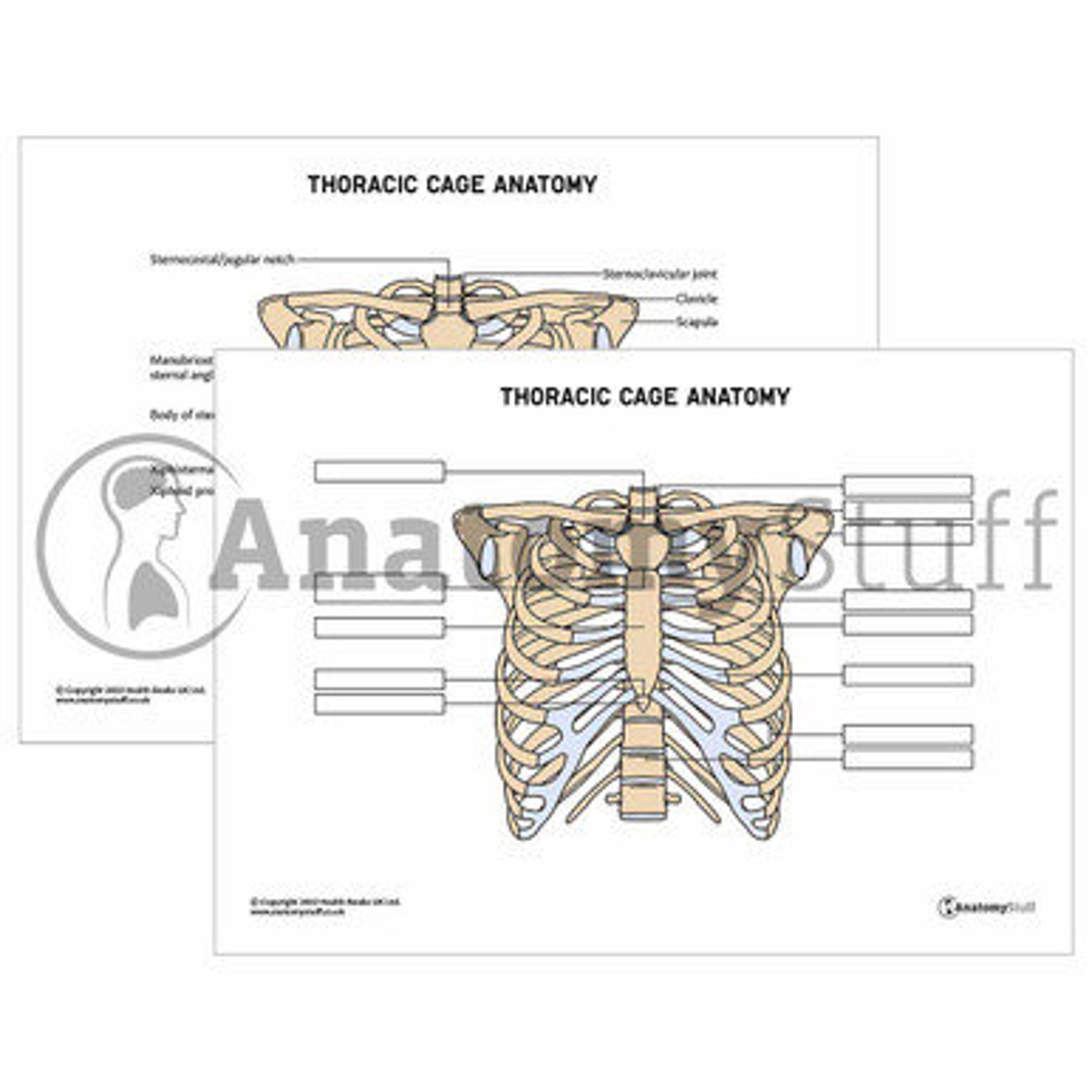 Thorax Anatomy Revision Worksheets (interactive and Printable Pdfs) - Etsy