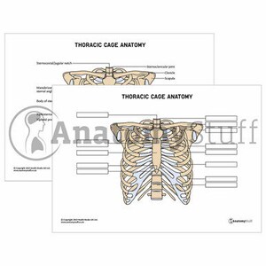 Thorax Anatomy Revision Worksheets (interactive and Printable Pdfs) - Etsy