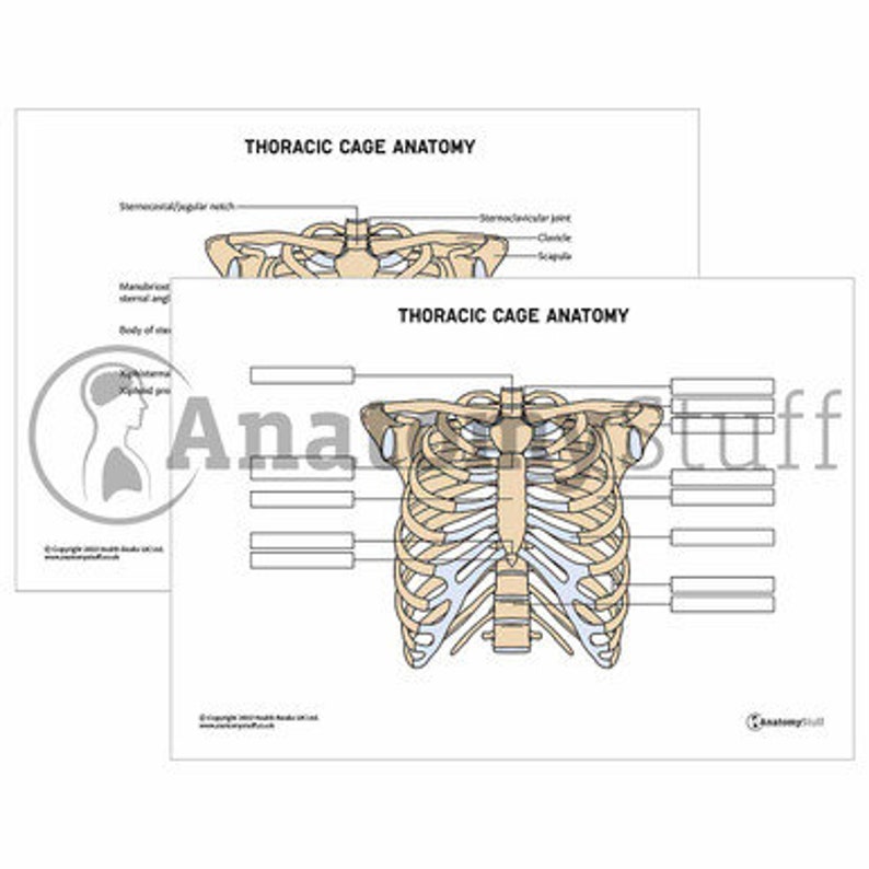 Thorax Anatomy Revision Worksheets (interactive and Printable Pdfs) - Etsy