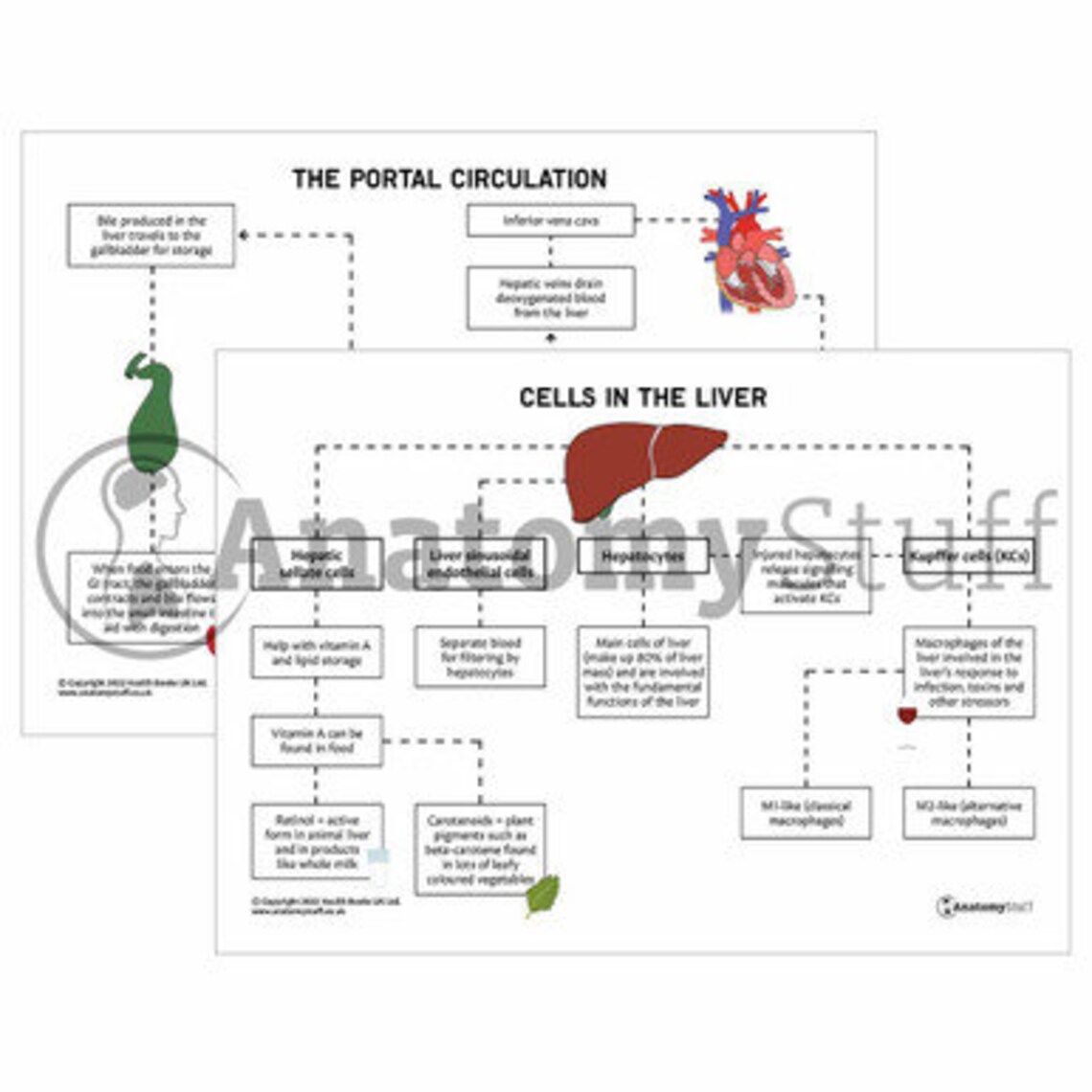 Liver Anatomy Revision Worksheets (interactive and Printable Pdfs) - Etsy