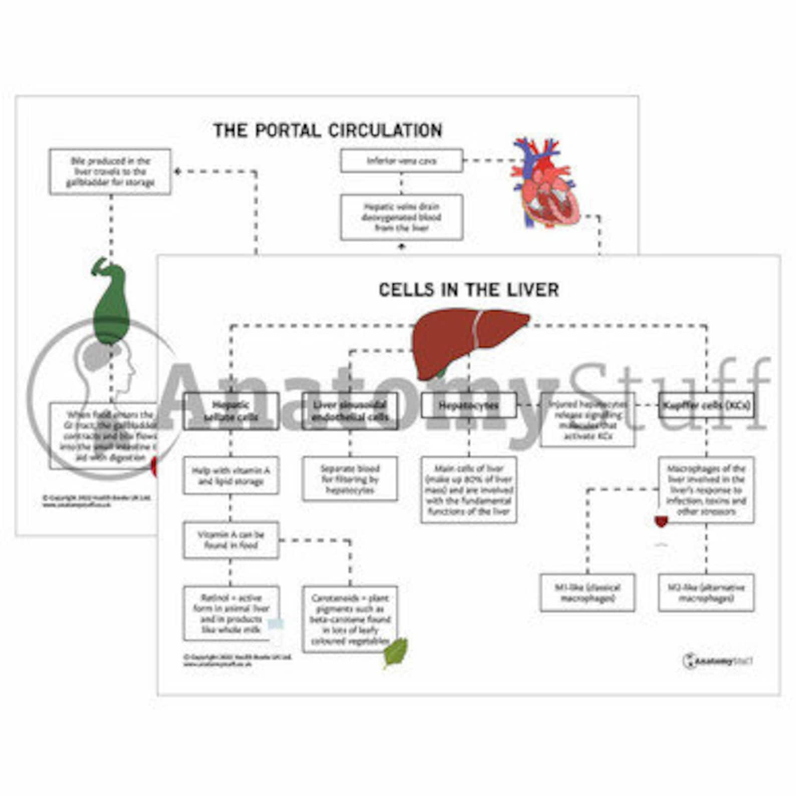 Liver Anatomy Revision Worksheets interactive and Printable Pdfs - Etsy
