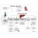 Liver Anatomy Revision Worksheets (interactive and Printable Pdfs) - Etsy