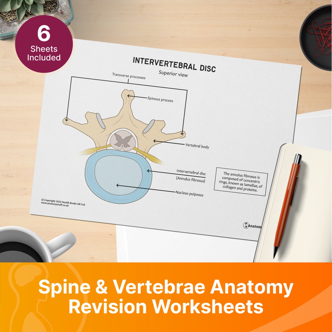 Spine & Vertebrae Anatomy Revision Worksheets (interactive and ...