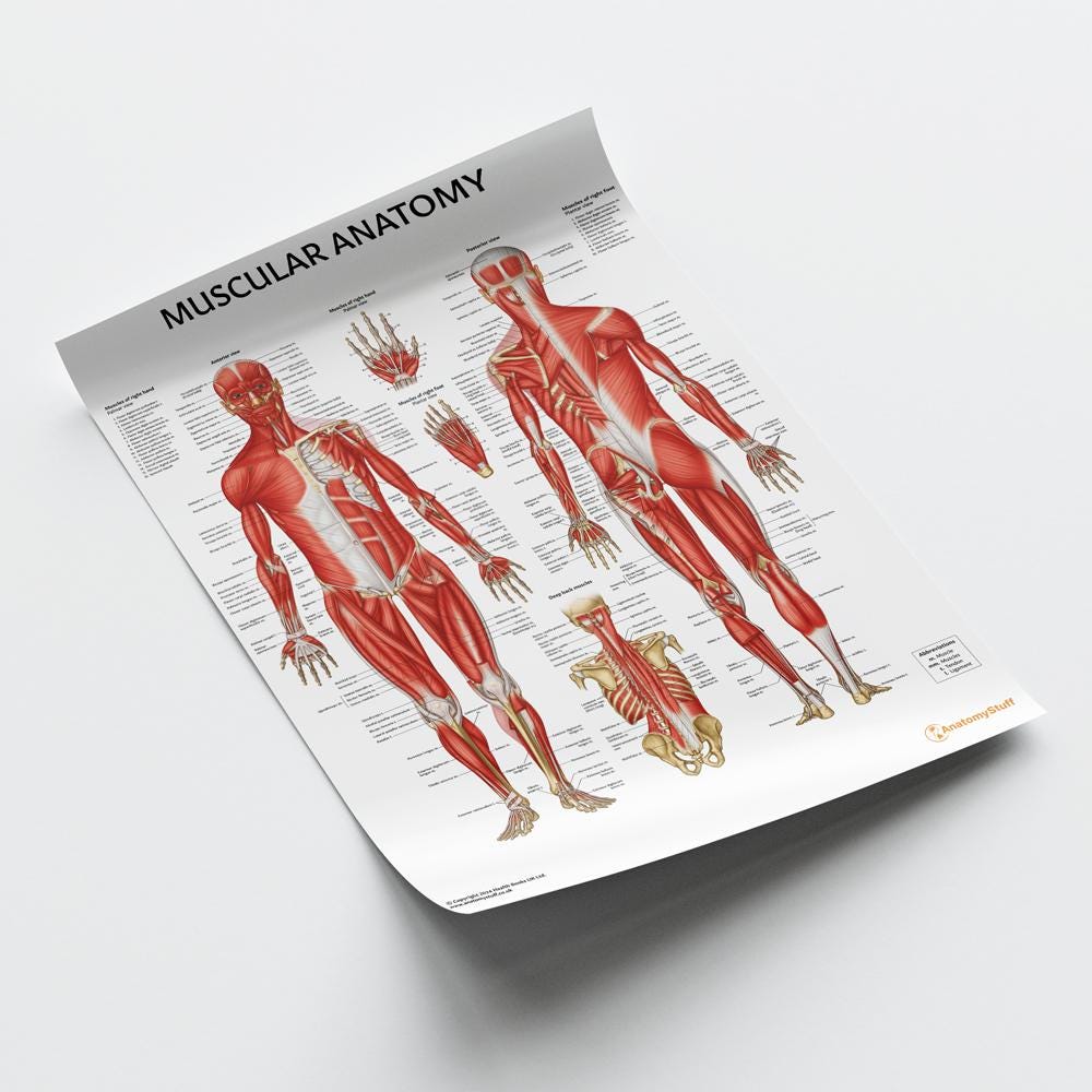 Muscular Anatomy Chart - Etsy