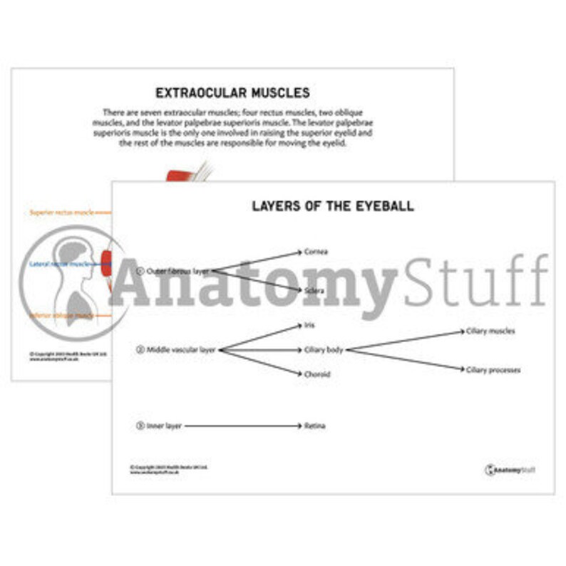 Eye Anatomy Revision Worksheets (interactive and Printable Pdfs) - Etsy