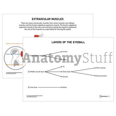 Eye Anatomy Revision Worksheets interactive and Printable Pdfs - Etsy