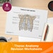 Thorax Anatomy Revision Worksheets (interactive and Printable Pdfs) - Etsy