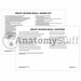 Female Breast Anatomy Revision Worksheets (interactive and Printable ...