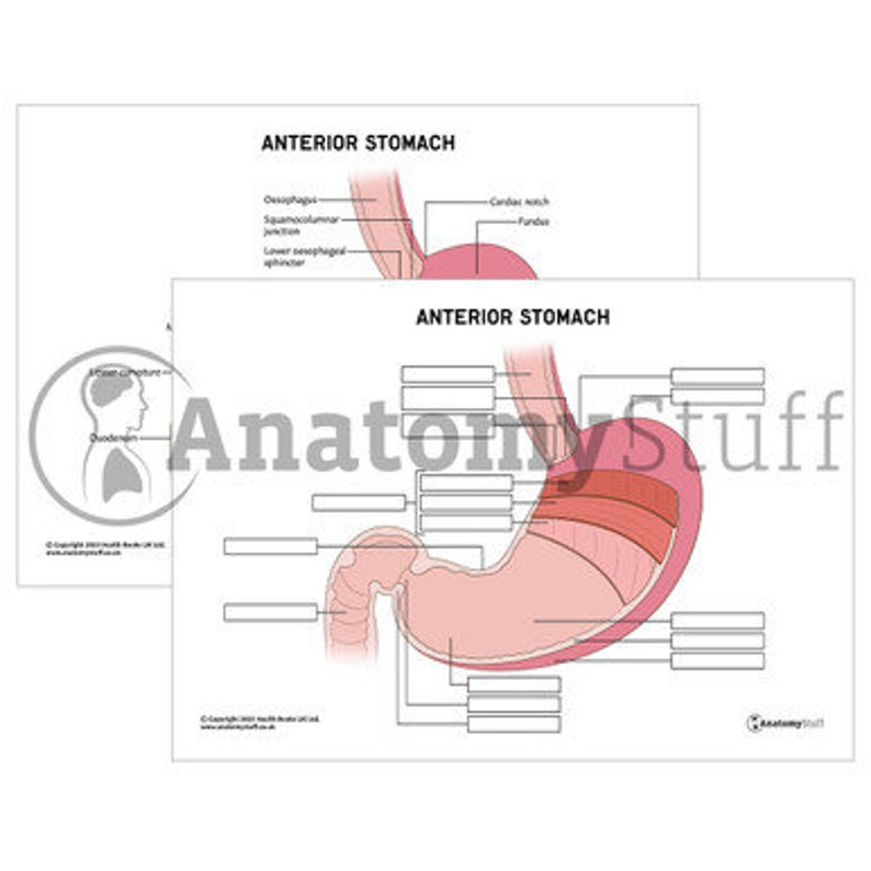 Stomach Anatomy Revision Worksheets (interactive and Printable Pdfs) - Etsy