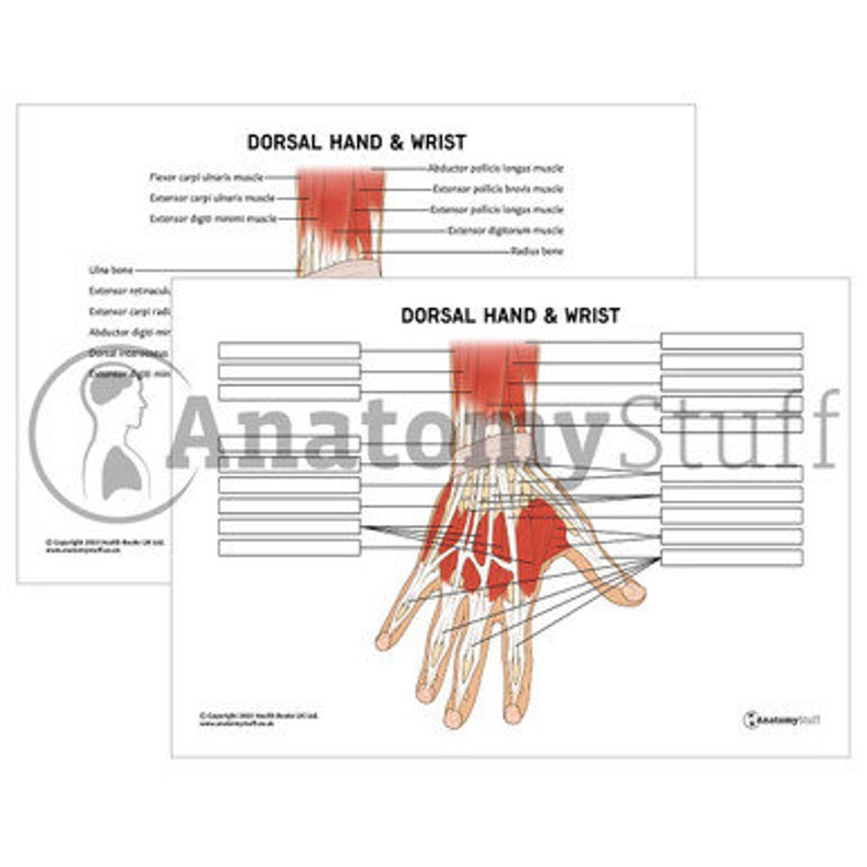 Hand & Wrist Anatomy Revision Worksheets (interactive and Printable ...