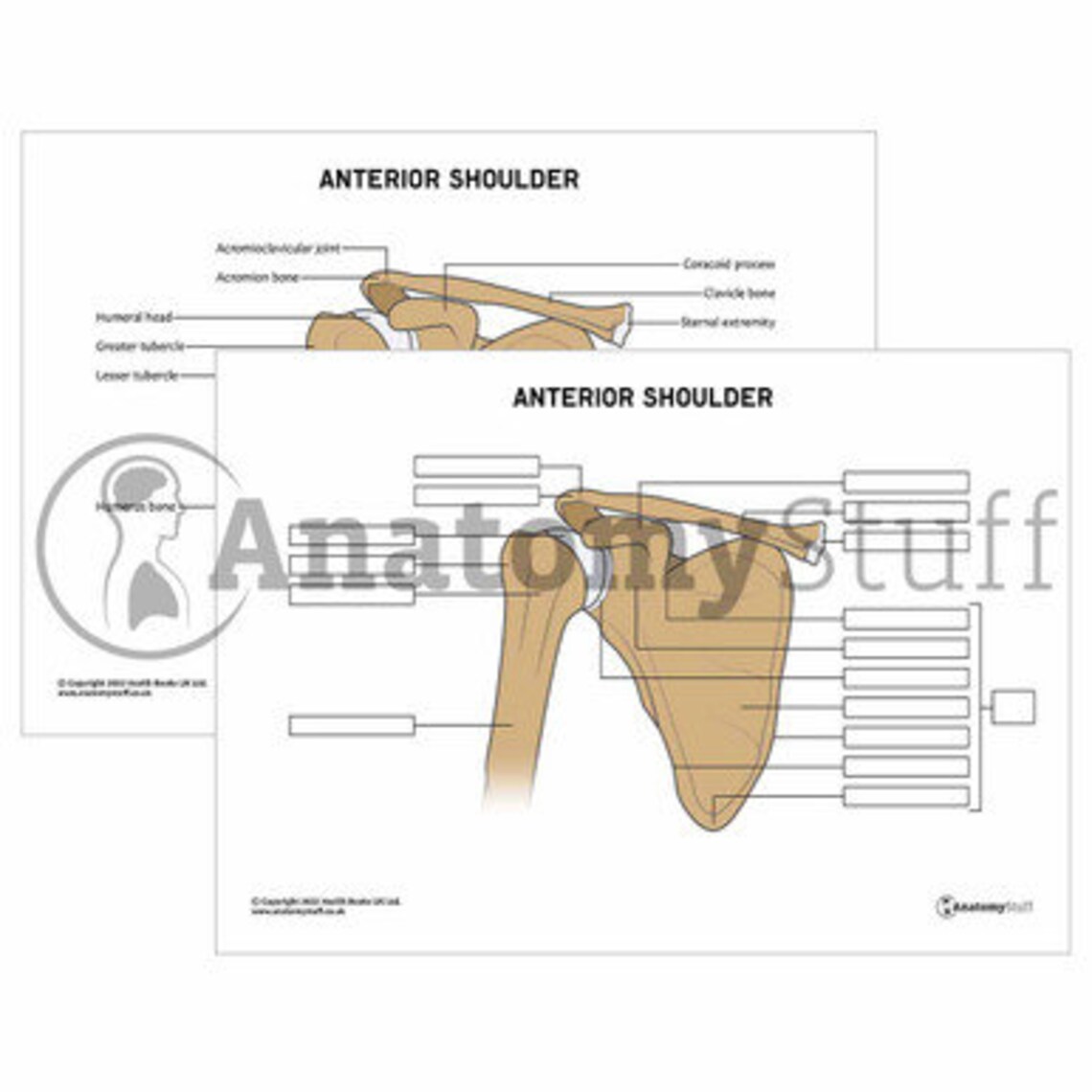 Shoulder Anatomy Revision Worksheets (interactive and Printable Pdfs ...