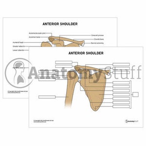 Shoulder Anatomy Revision Worksheets (interactive and Printable Pdfs ...