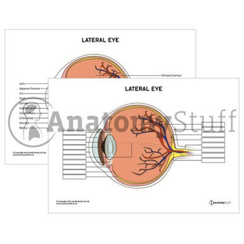Eye Anatomy Revision Worksheets (interactive and Printable Pdfs) - Etsy