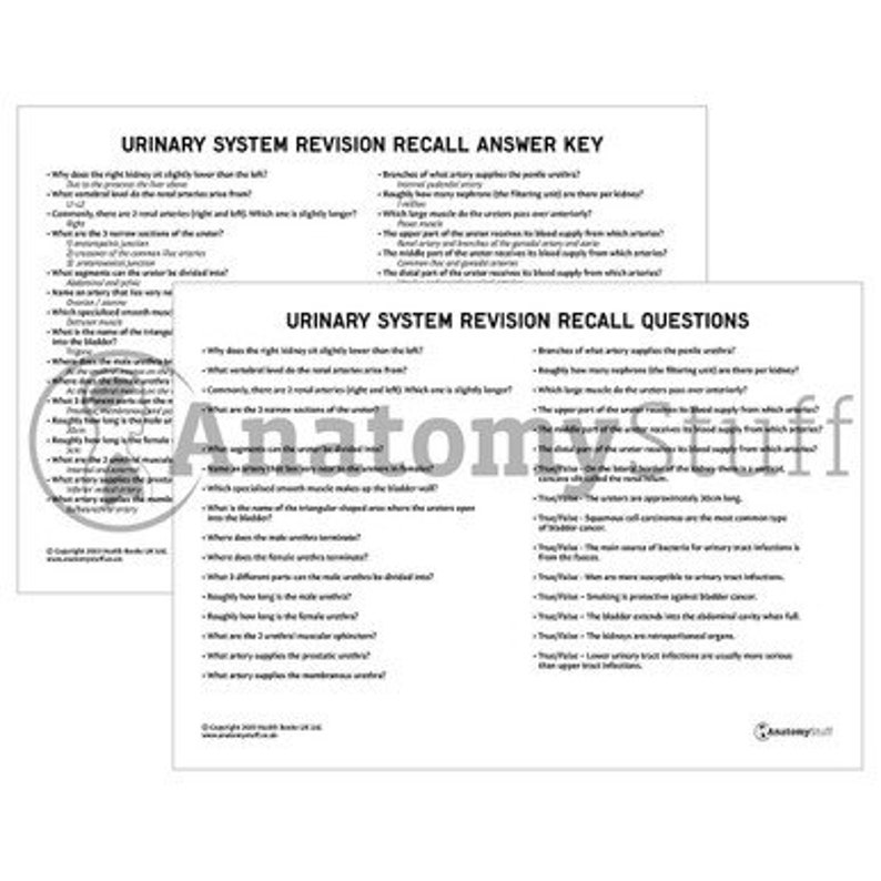 Urinary System Anatomy Revision Worksheets (interactive and Printable ...