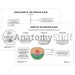 Prostate Gland Anatomy Revision Worksheets (interactive and Printable ...