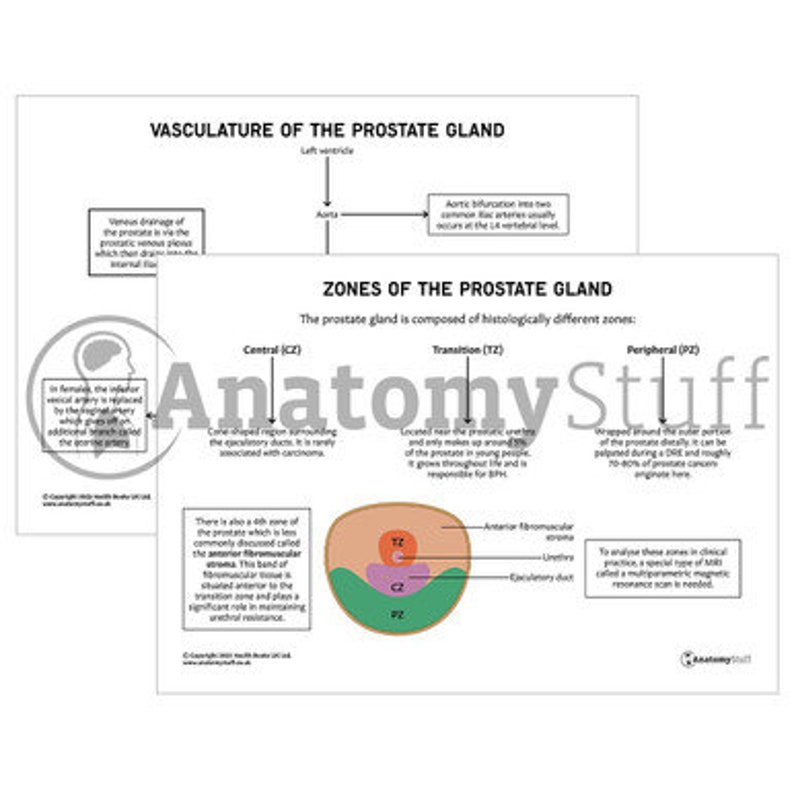 Prostate Gland Anatomy Revision Worksheets (interactive and Printable ...