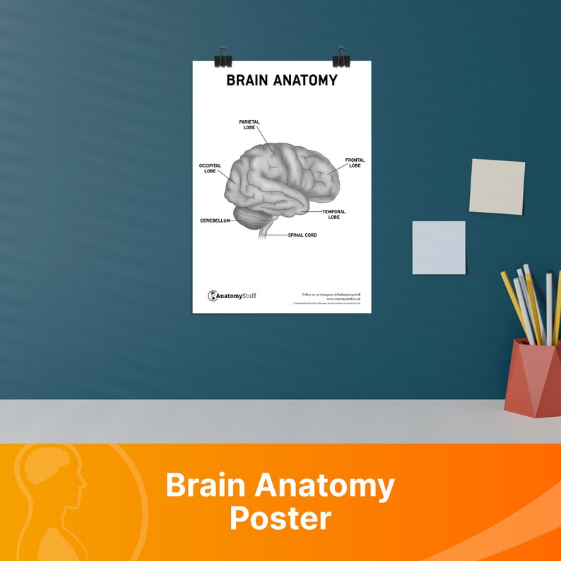Brain Anatomy Poster & Activity Sheet PDF - Etsy