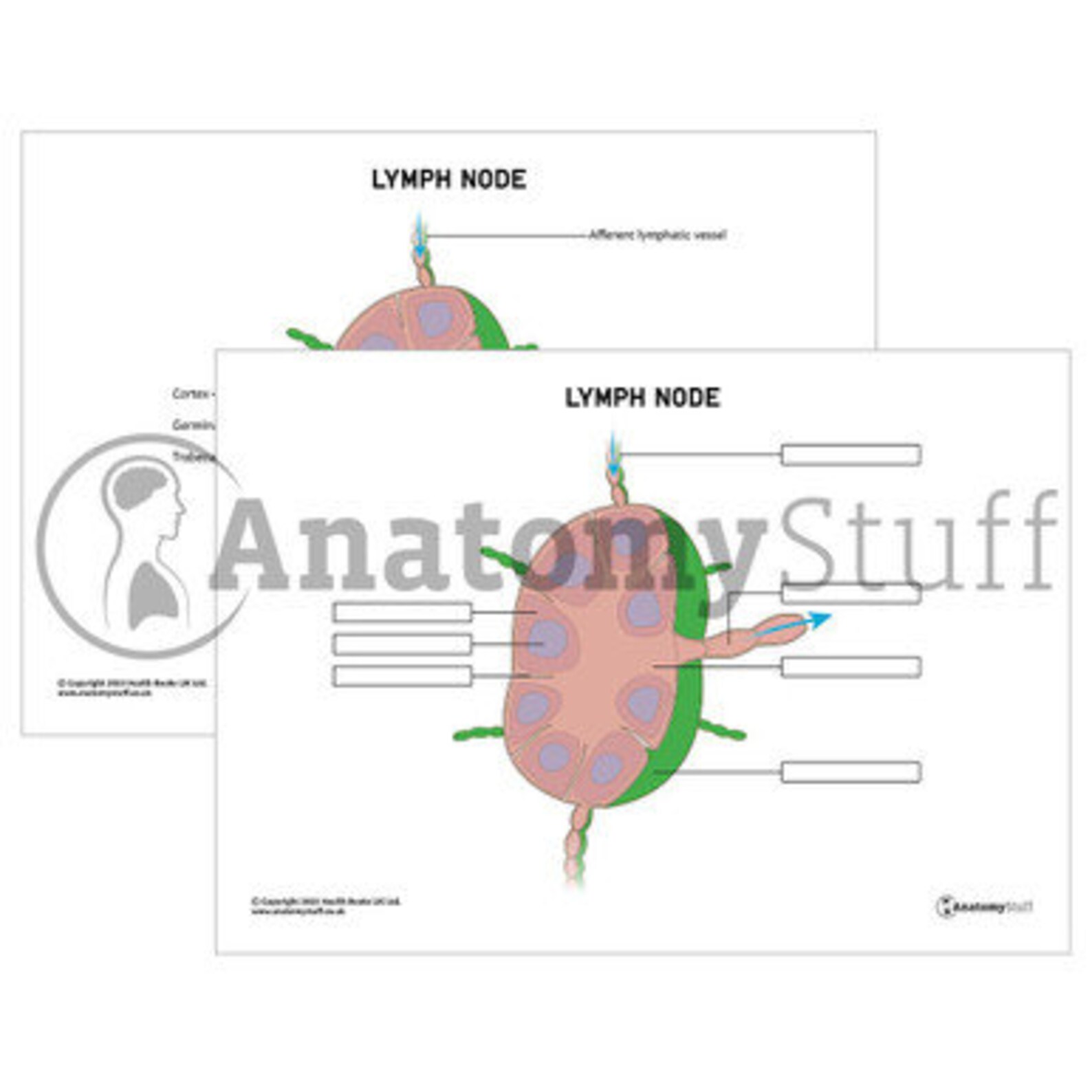 Lymphatic System Anatomy Revision Worksheets (interactive and Printable ...