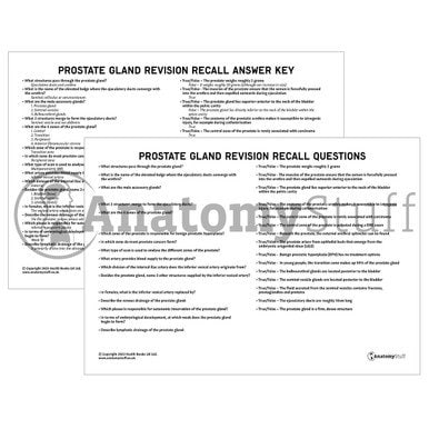 Prostate Gland Anatomy Revision Worksheets (interactive and Printable ...