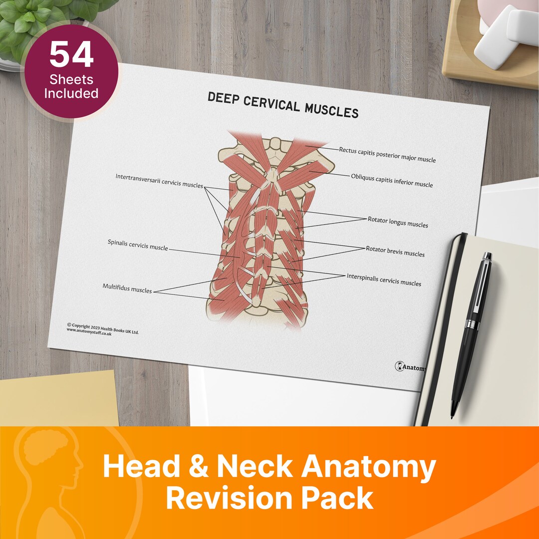 Head & Neck Anatomy Revision Pack (interactive and Printable Pdfs) - Etsy