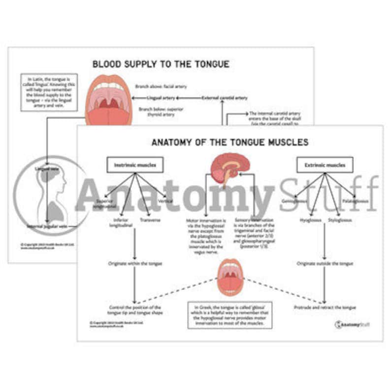 Tongue Anatomy Revision Worksheets (interactive and Printable Pdfs) - Etsy