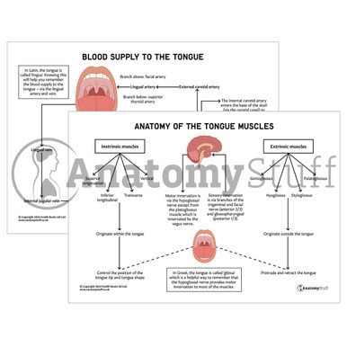 Tongue Anatomy Revision Worksheets (interactive and Printable Pdfs) - Etsy