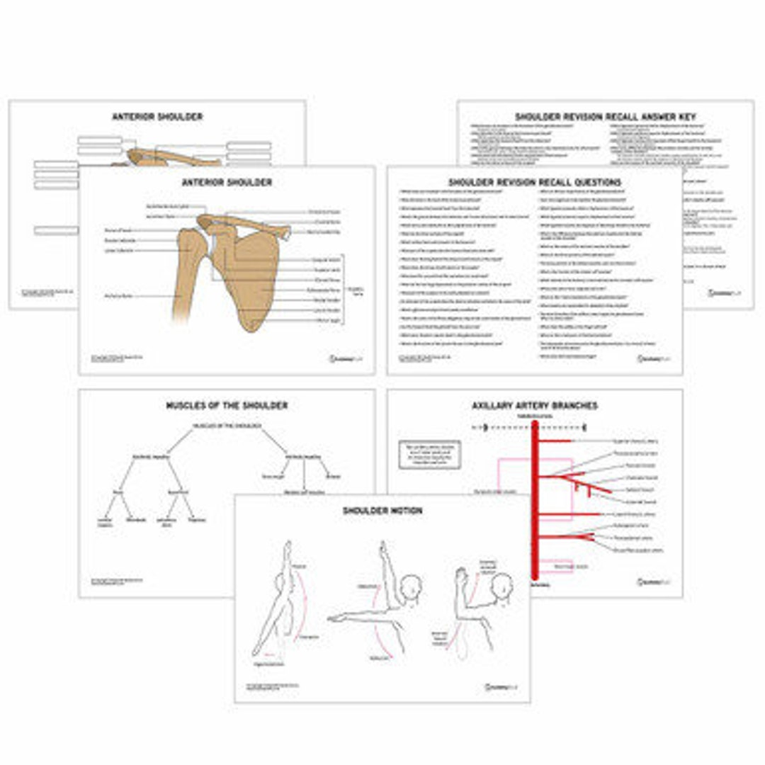 Shoulder Anatomy Revision Worksheets interactive and Printable Pdfs - Etsy