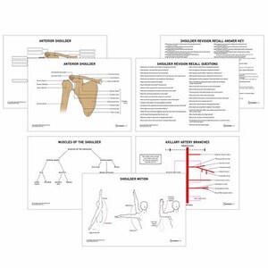 Shoulder Anatomy Revision Worksheets (interactive and Printable Pdfs ...