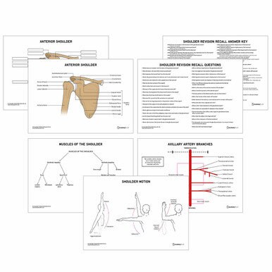 Shoulder Anatomy Revision Worksheets (interactive and Printable Pdfs ...