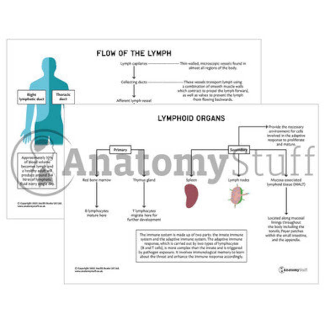 Lymphatic System Anatomy Revision Worksheets (interactive and Printable ...